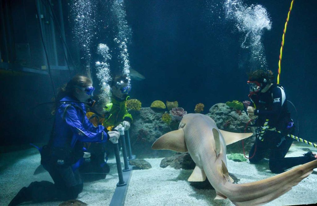 New Program Takes Non-Certified Divers Closer Than Ever To Sharks