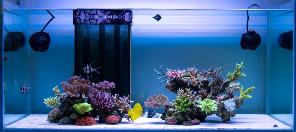 The tank flush method? (of long-term parasite prevention)