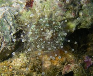 An Identification Guide to Corallimorphs in the Reef Aquarium