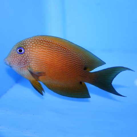 Two-Spot Bristletooth Tang
