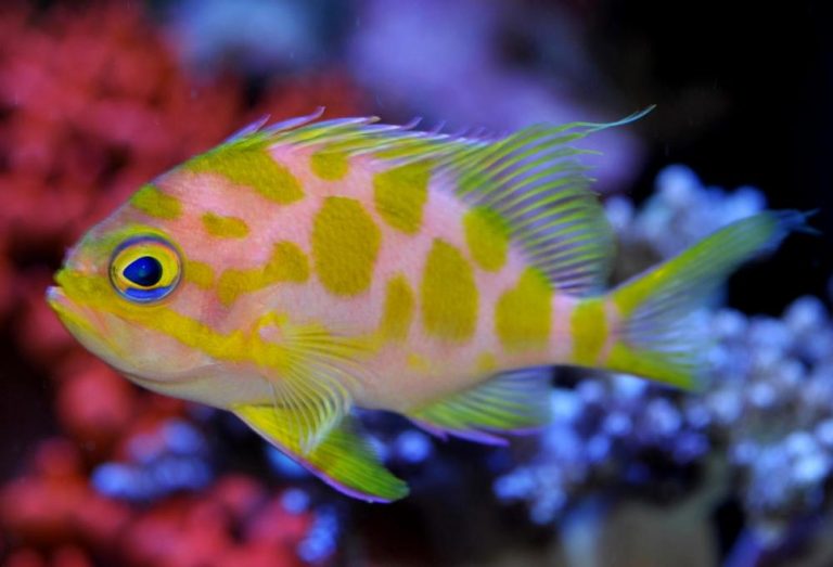 Reefs.com: Looking Back to the Borbonius Anthias Captive Breeding Success
