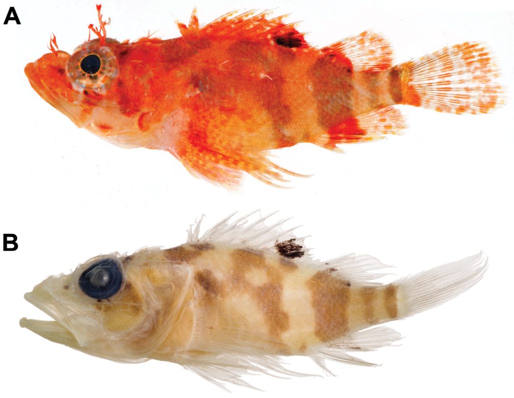 A Beautiful New Dwarf Scorpionfish from Caribbean Mesophotic Reefs