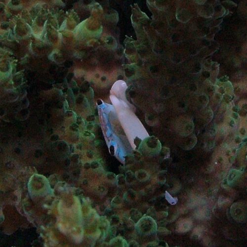 Guardians of the Coral
