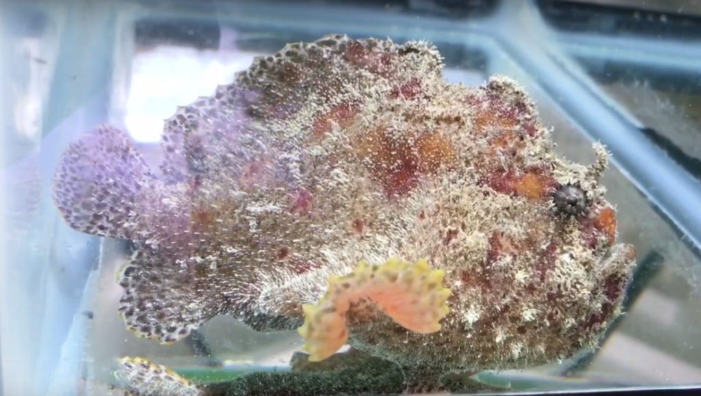 The Elusive Hawaiian Freckled Frogfish (Antennatus drombus) Collected