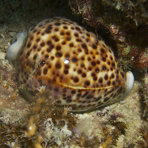 Tiger Cowrie