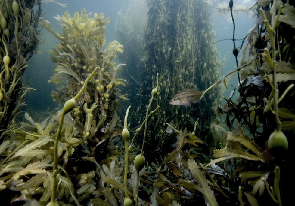 The Marine Life of a Scottish Loch