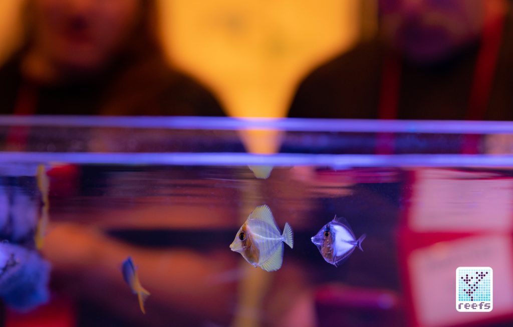 Looking Back on an Aquaculture Success Story: Captive Breeding the ...