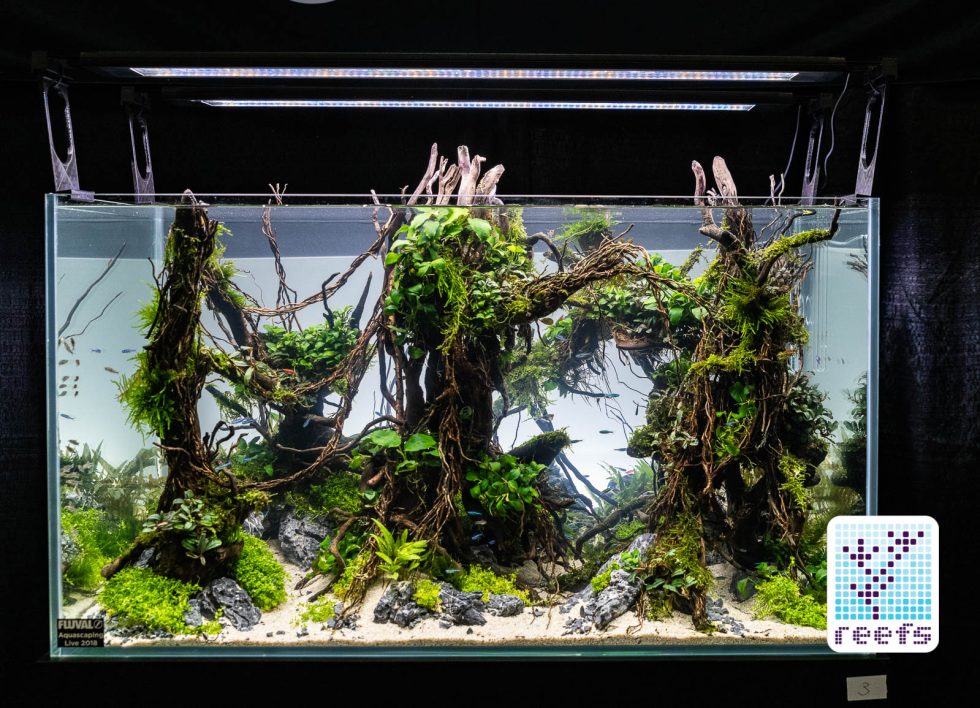 2018 Aquatic Experience Coverage Part II: Aquascaping Contest