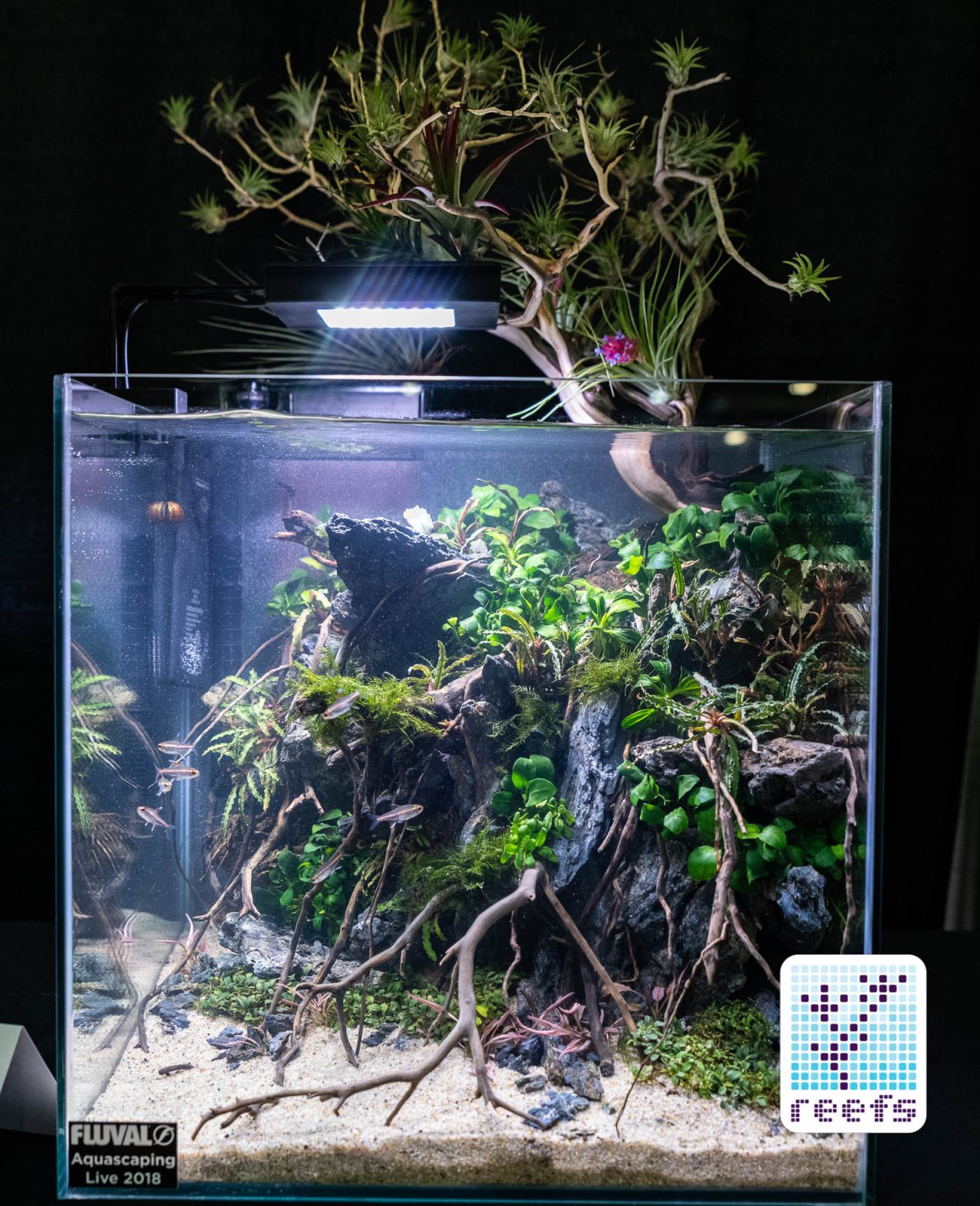 2018 Aquatic Experience Coverage Part II: Aquascaping Contest