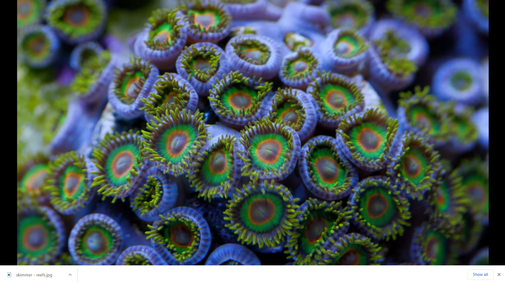 5 Worst Corals to Photograph