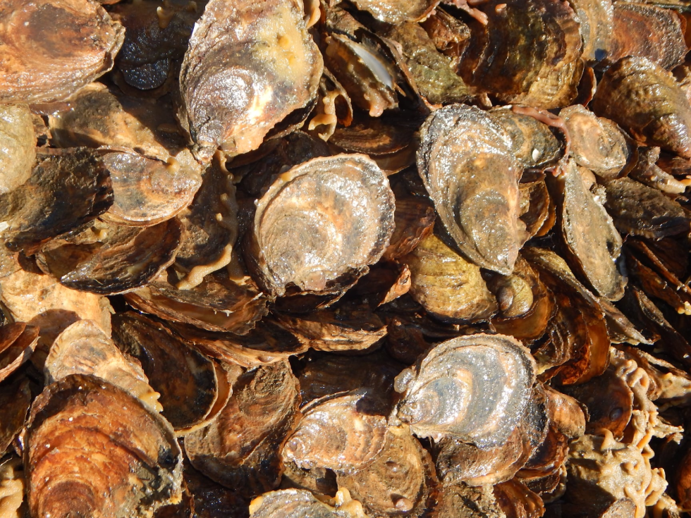 Interview with the Aquaculture Professor: Dr. Michael A. Rice on ...