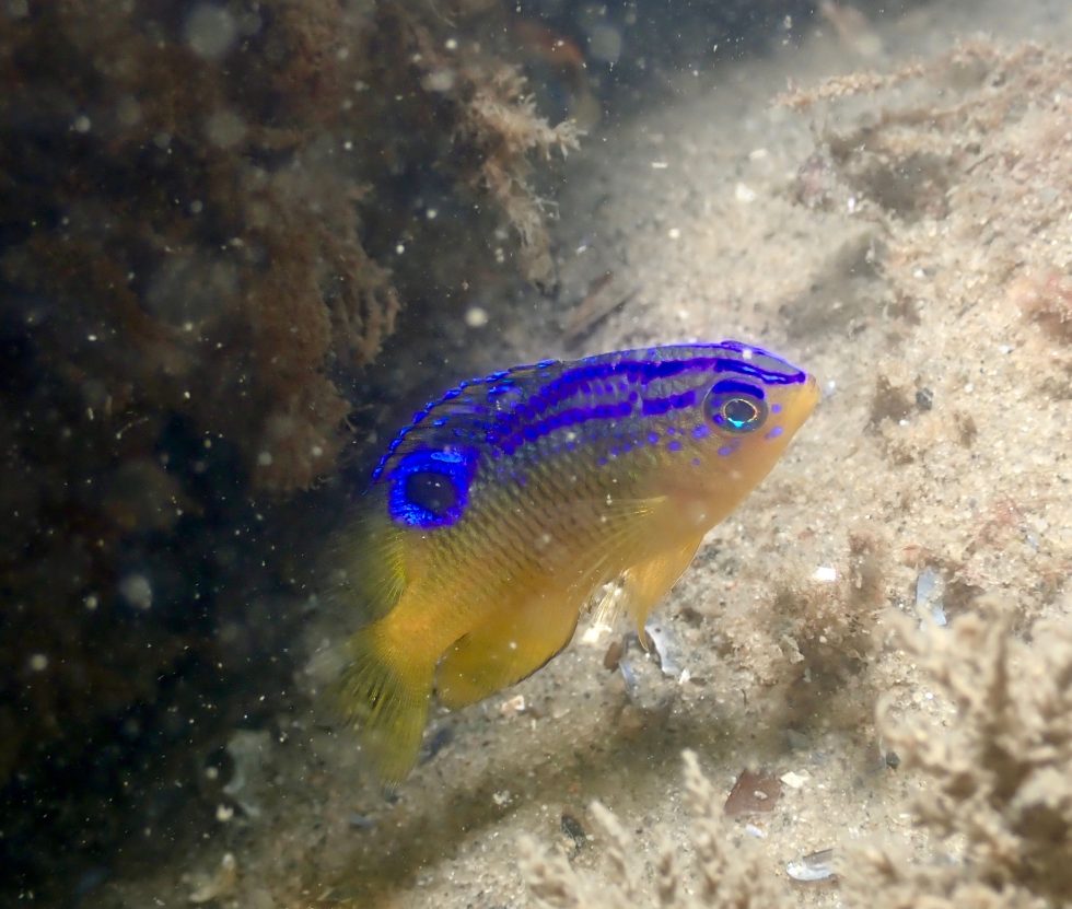 Long Island Collecting Log: Two new range records