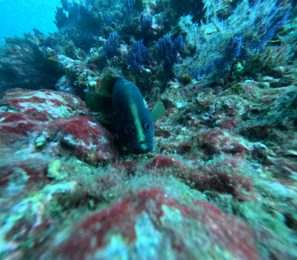 Finn Gardner, Reef Photographer