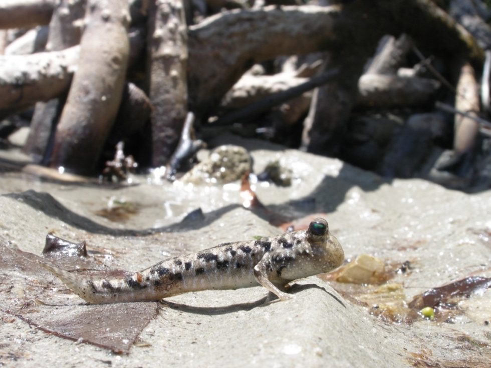 Mudskippers Part II: Their Homes and Their Social Lives