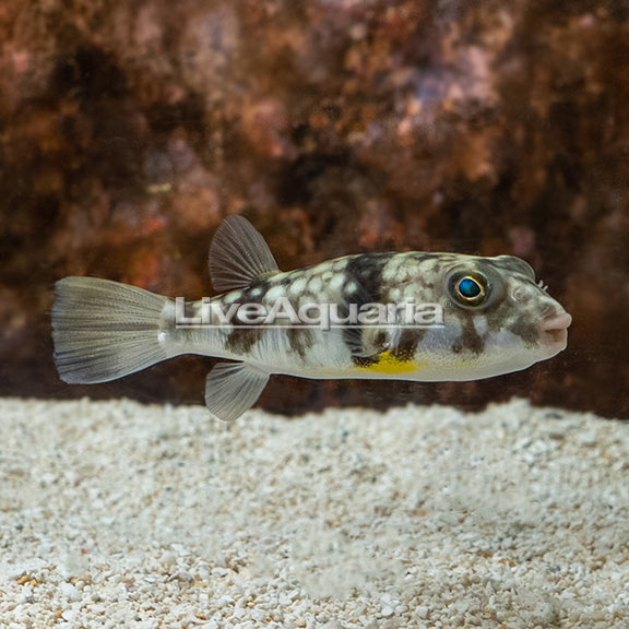 Milk Spotted Puffer