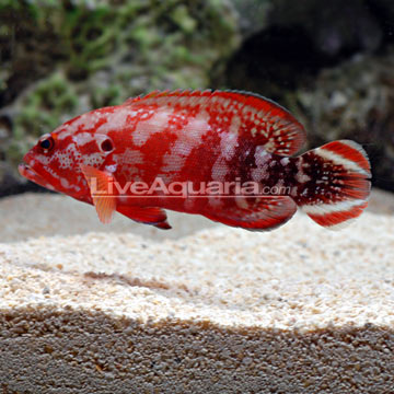 Red Flag Grouper